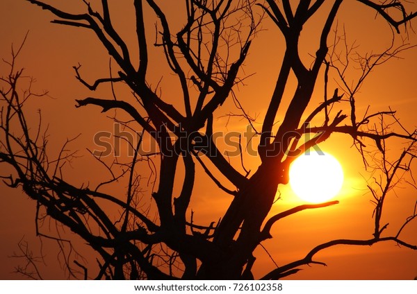 Dead Tree Sunset Background Stock Photo 726102358 | Shutterstock