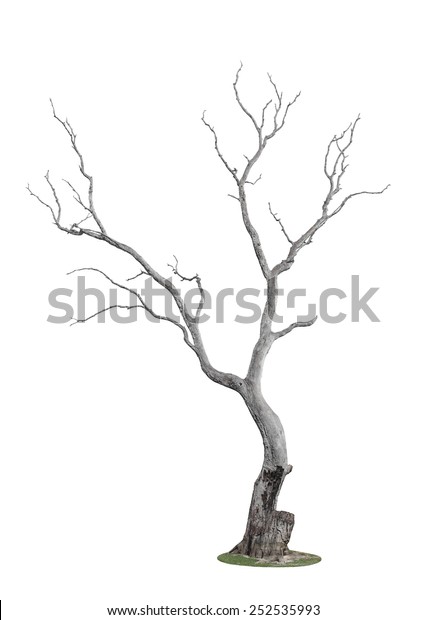 Dead Tree Trace Fire Isolated On Stock Photo 252535993 | Shutterstock