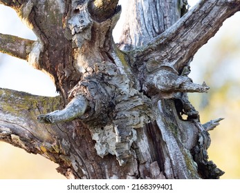 Dead Tree Trunk Closeup View Stock Photo 2168399401 | Shutterstock