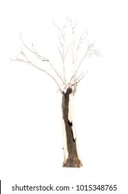 Dead Tree White Background Stock Photo 1015348765 | Shutterstock