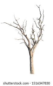 Dead Tree White Background Stock Photo 1516347830 | Shutterstock