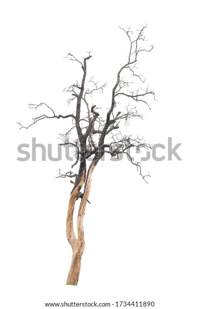 Dead Tree White Background Stock Photo 1734411890 | Shutterstock