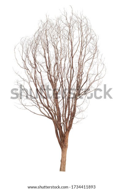 Dead Tree White Background Stock Photo 1734411893 | Shutterstock