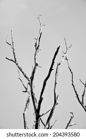 Dead Tree Without Leaves Stock Photo 204393580 | Shutterstock