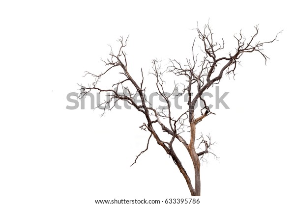 Dead Tree Without Leaves Stock Photo 633395786 | Shutterstock