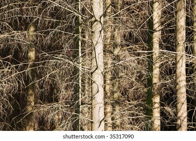 Dead Trees Forest Front View Stock Photo 35317090 | Shutterstock