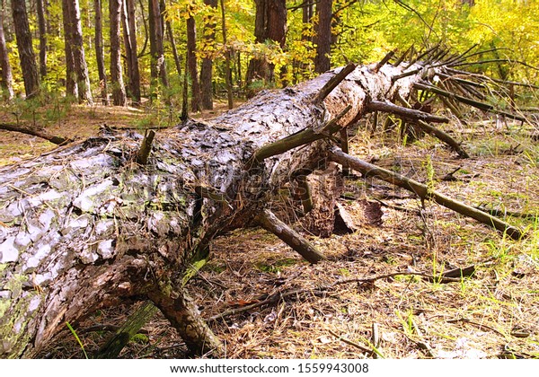 Dead Trees Foundation Complex Dynamically Sustainable Stock Photo ...