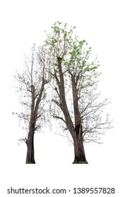 798 Tree Dead One Side Images, Stock Photos & Vectors | Shutterstock