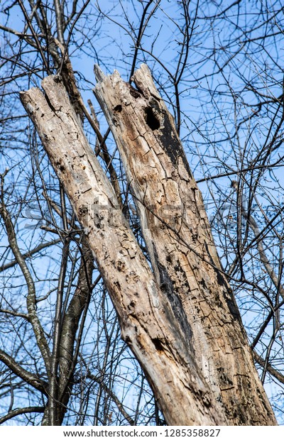 Dead Trees Show Extensive Damage Birds Stock Photo (Edit Now) 1285358827
