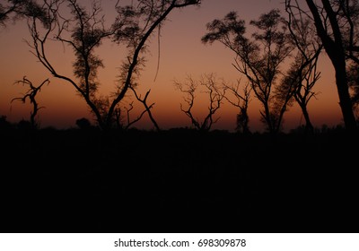 Dead Trees Sunset Background Stock Photo 698309878 | Shutterstock