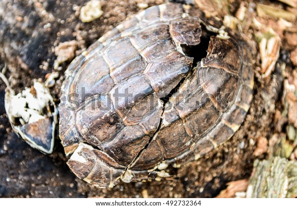Dead Turtle Stock Photo (Edit Now) 492732364