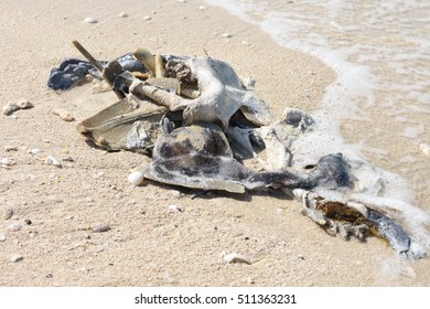 121 Rotting turtle Images, Stock Photos & Vectors | Shutterstock