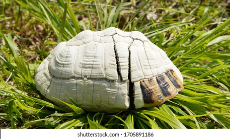 1,055 Shell Dead Turtle Images, Stock Photos & Vectors | Shutterstock