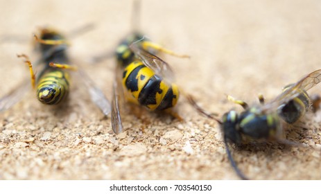 101 Tired Bee Sting Images, Stock Photos & Vectors | Shutterstock 101 Tired Bee Sting Images, Stock Photos & Vectors | Shutterstock