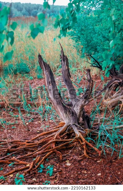 Dead Withered Tree After Pollution Industrial Stock Photo 2210162133 ...