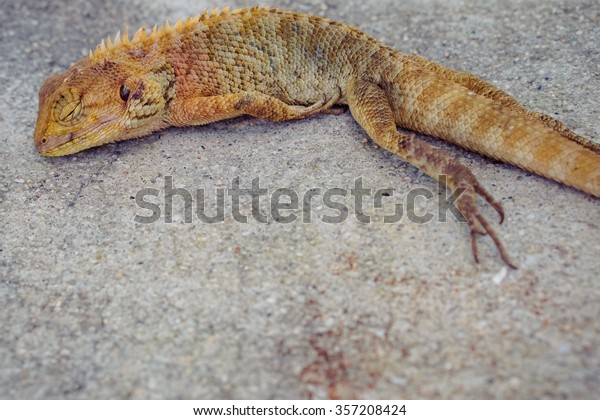 Death Lizard Background Stock Photo 357208424 | Shutterstock