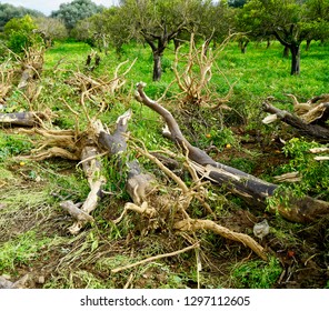 Death Mandarin Trees Due Constructing Road Stock Photo 1297112596 ...