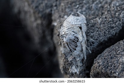3,945 Decaying fish Images, Stock Photos & Vectors | Shutterstock