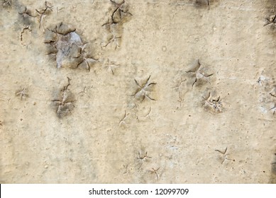 Decay Texture Stock Photo 12099709 | Shutterstock