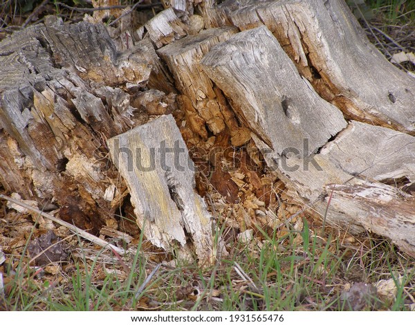 Decayed Old Log Forest Stock Photo 1931565476 | Shutterstock