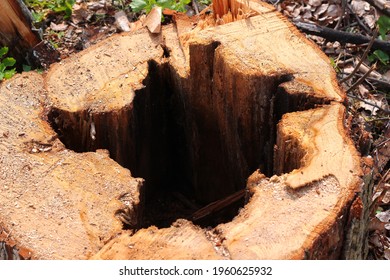302 Cull wood Images, Stock Photos & Vectors | Shutterstock