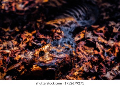770 Decomposition corpse Images, Stock Photos & Vectors | Shutterstock