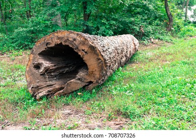 666 imágenes de Hollow fallen tree - Imágenes, fotos y vectores de ...