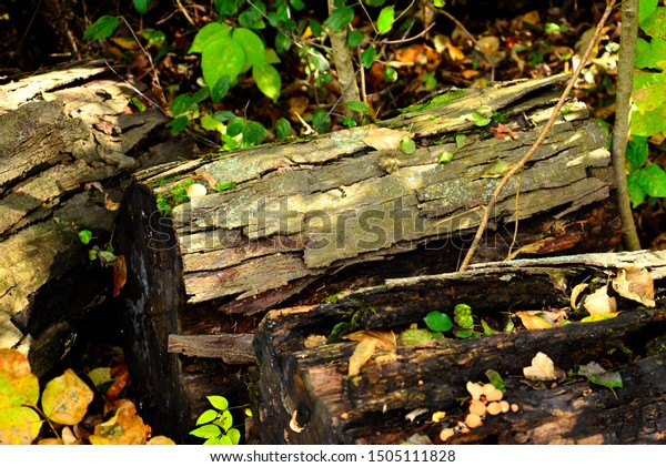 Decaying Tree Trunk On Forest Floor Stock Photo 1505111828 | Shutterstock