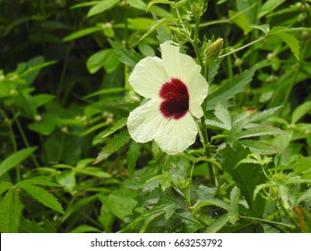 Deccan Hemp Flower Java Jute Kenaf 스톡 사진 663253792 | Shutterstock