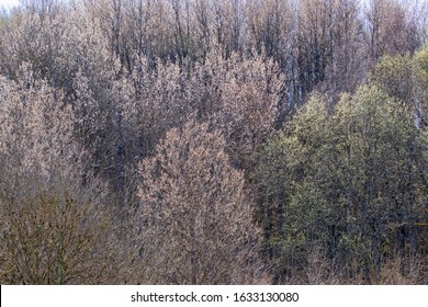 Deciduous Forest Budding Trees Spring Stock Photo 1633130080 | Shutterstock