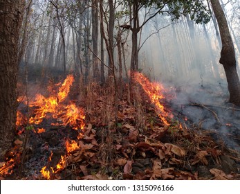 Deciduous Forest Fire Burned Trees Wildfire Stock Photo 1315096034 ...
