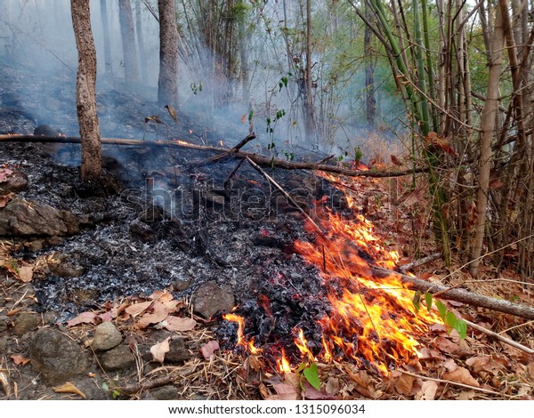 Deciduous Forest Fire Burned Trees Wildfire Stock Photo 1315096034 ...