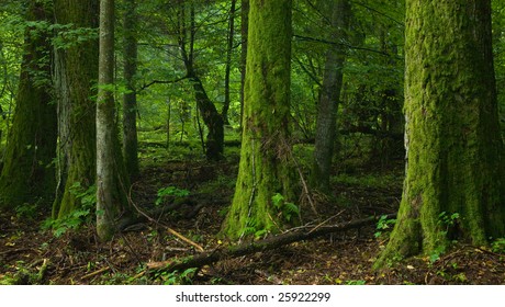 86,722 Mossy trees Images, Stock Photos & Vectors | Shutterstock