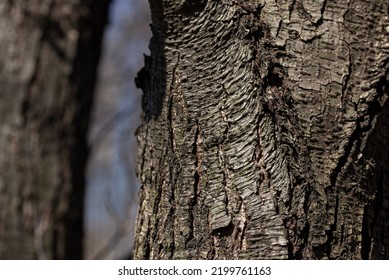 25,630 Five Trunks Images, Stock Photos & Vectors | Shutterstock