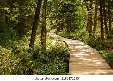 Decking Planks Forest Path Among Trees Stock Photo 2196171835 ...
