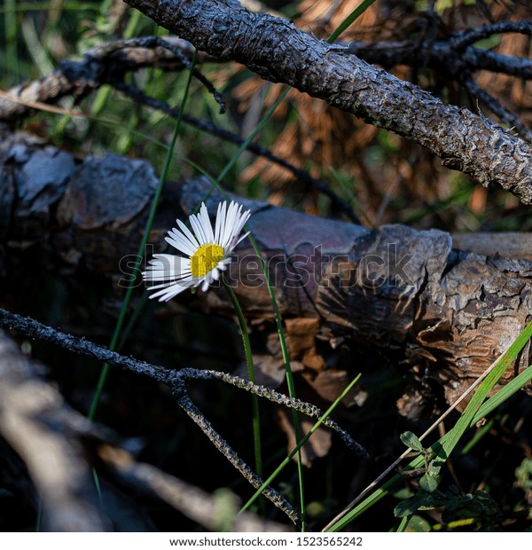 Deep Daisy Forest Stock Photo 1523565242 | Shutterstock