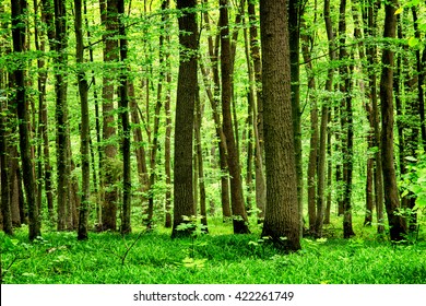 Deep Forest Stock Photo 422261749 | Shutterstock