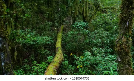 Deep Forest Fallen Tree Provides Hikers Stock Photo (Edit Now) 1310074735