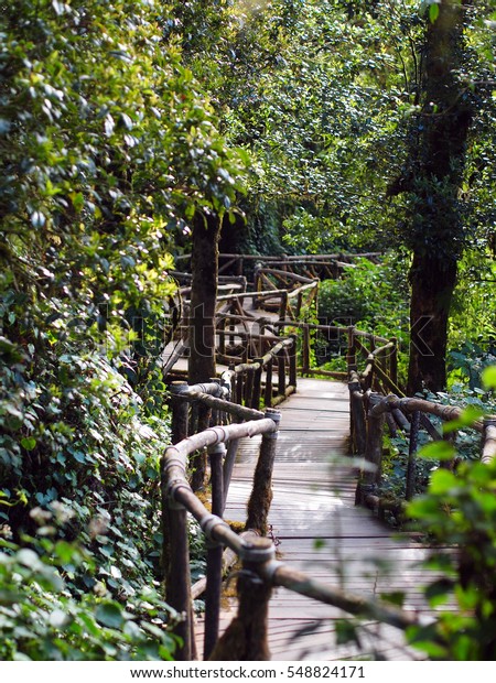 Deep Forest Pathway Doi Inthanon National Stock Photo 548824171 ...