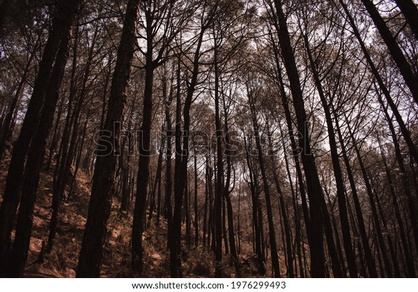 Deep Forest Pine Trees Brown Lighting Stock Photo 1976299493 | Shutterstock