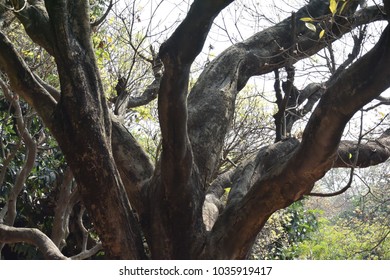 Deep Forest Tree Stock Photo 1035919417 | Shutterstock