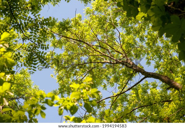 Deep Forest Tree Canopy Above Ground Stock Photo 1994194583 | Shutterstock