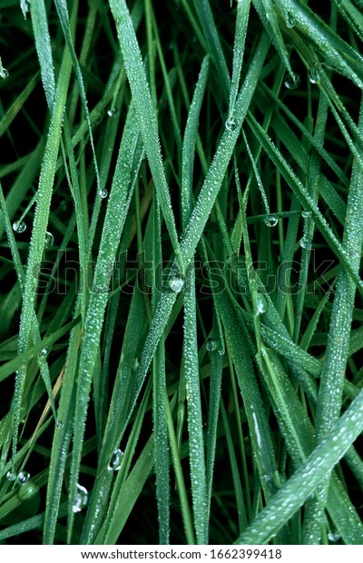 Deep Intense Green Colour Background Lush Stock Photo 1662399418 ...