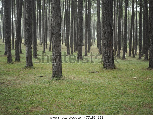 Deep Pine Tree Forest Road Landscape Stock Photo 771934663 | Shutterstock