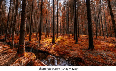1,887,309 Orange forest Stock Photos, Images & Photography | Shutterstock