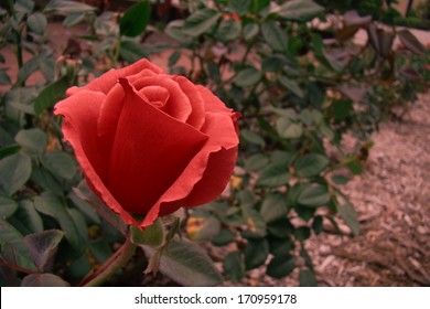 16,688 Deep red rose Images, Stock Photos & Vectors | Shutterstock