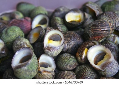 65 Holly beach seashells Images, Stock Photos & Vectors | Shutterstock