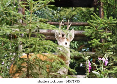 Goofy Mule Deer Grazing Arches National Stock Photo 1622132767 ...