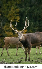 510 Pere Davids Deer Images, Stock Photos, 3D objects, & Vectors ...
