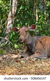 89 Babi Rusa Images, Stock Photos & Vectors | Shutterstock